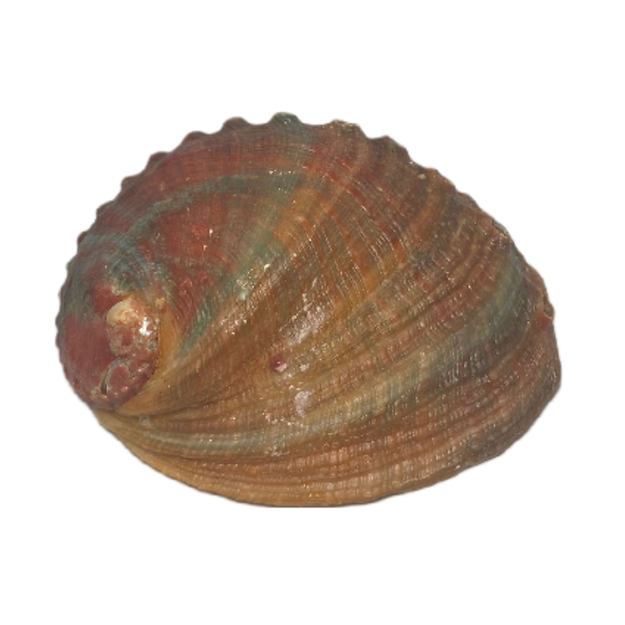 Assorted Abalone Shell - BigCreekBuds